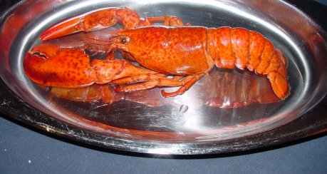 Hummer Rezept | Webkoch.de